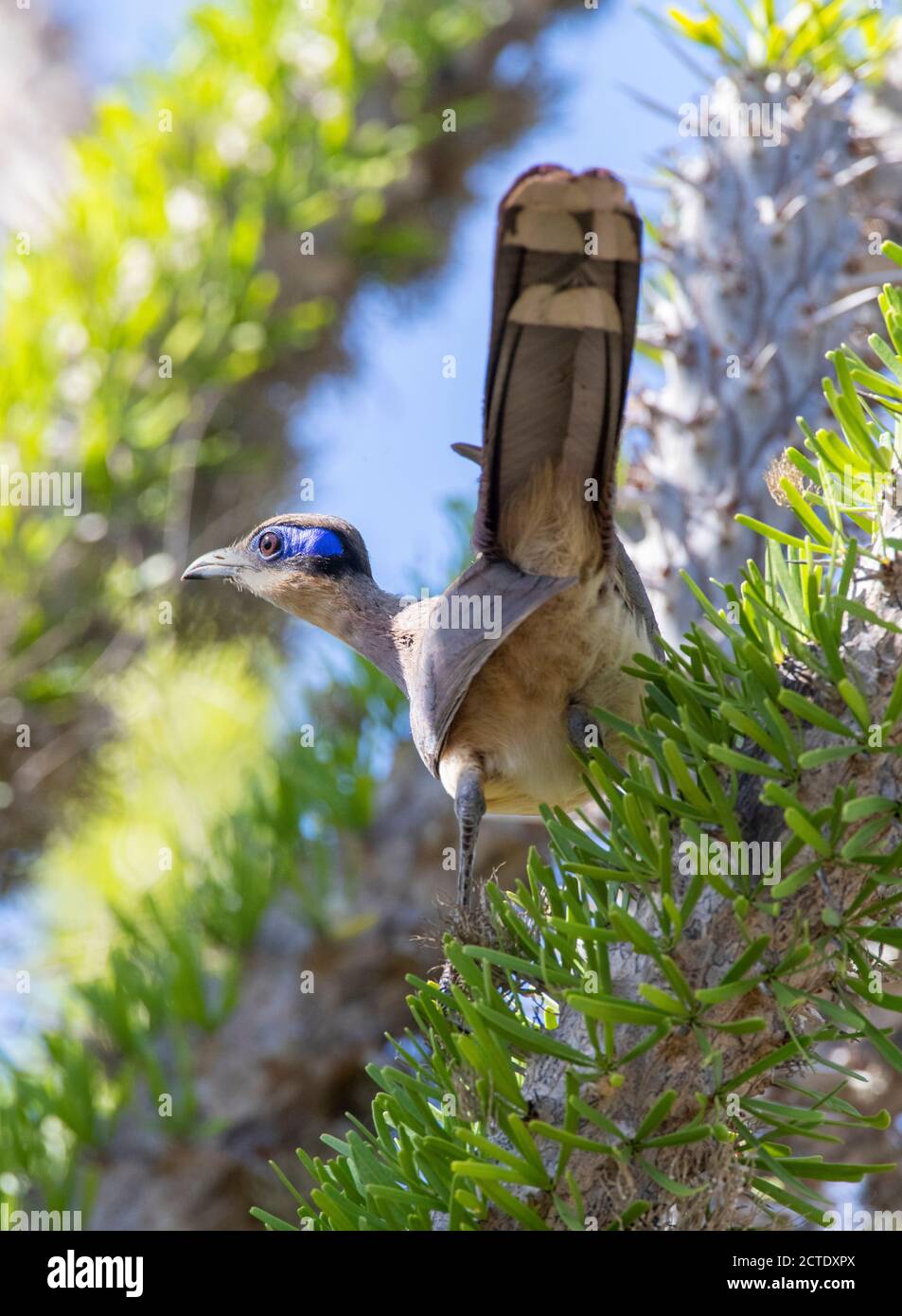 Madagascar euphorbia hi-res stock photography and images - Alamy