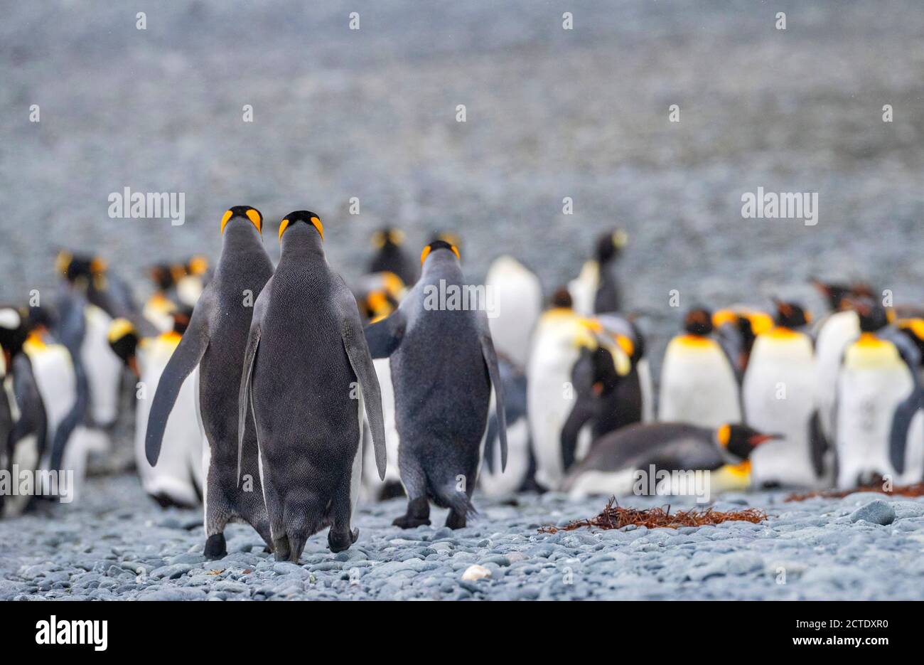 Group of birds in the distance hi-res stock photography and images - Alamy