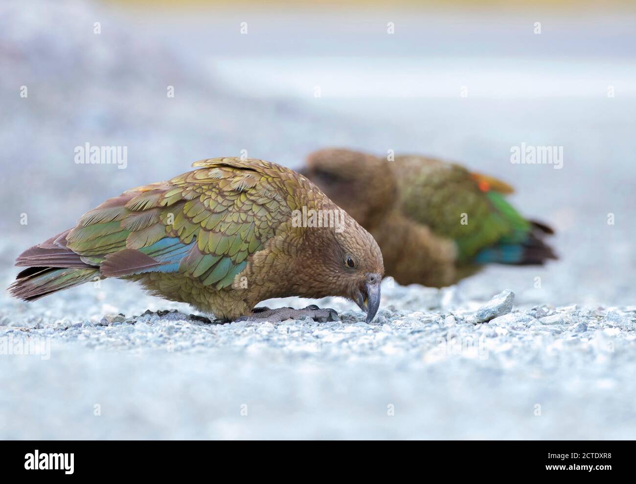 Two keas hi-res stock photography and images - Alamy