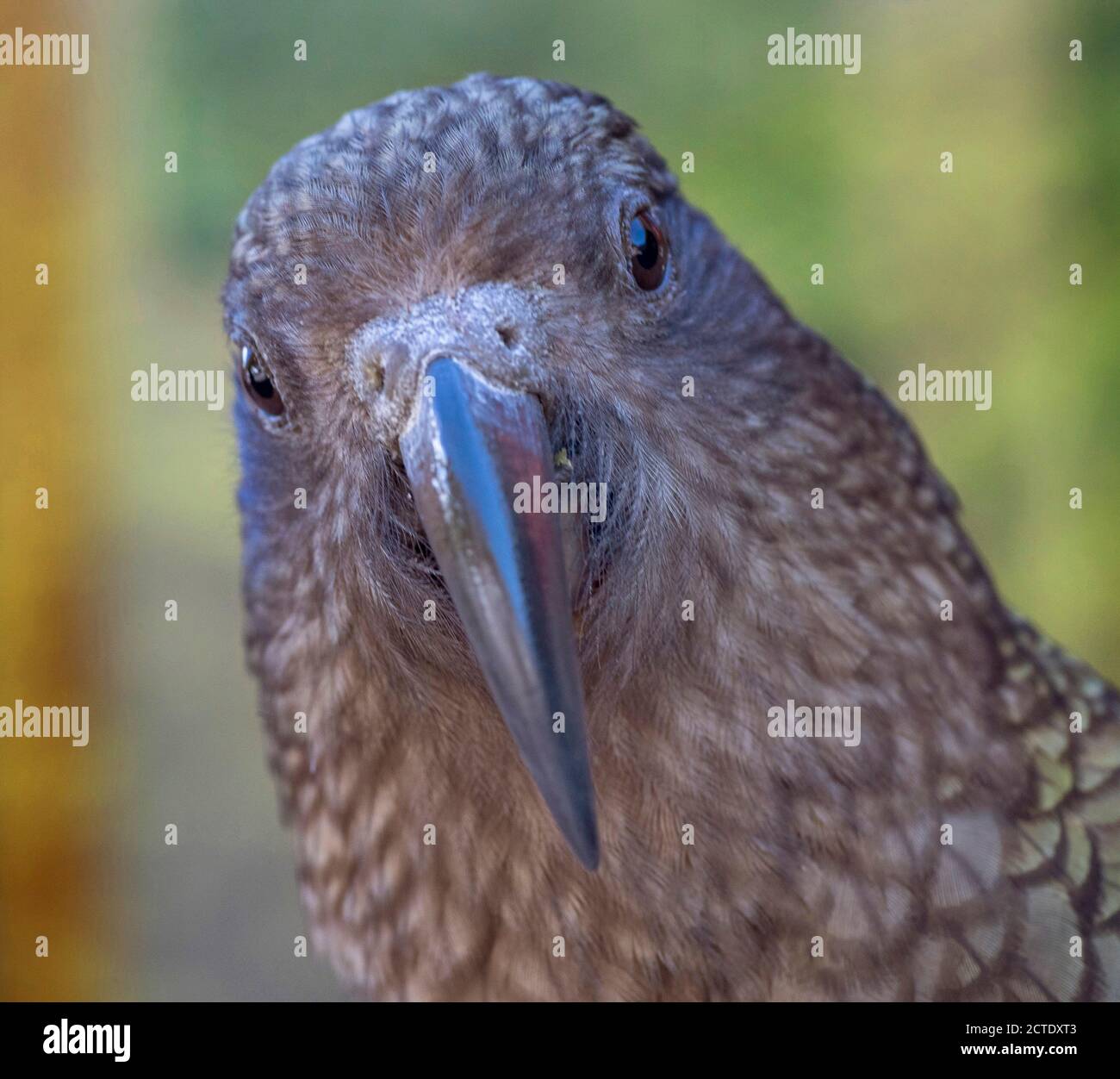 kea (Nestor notabilis), portrait, New Zealand, Southern Island Stock ...