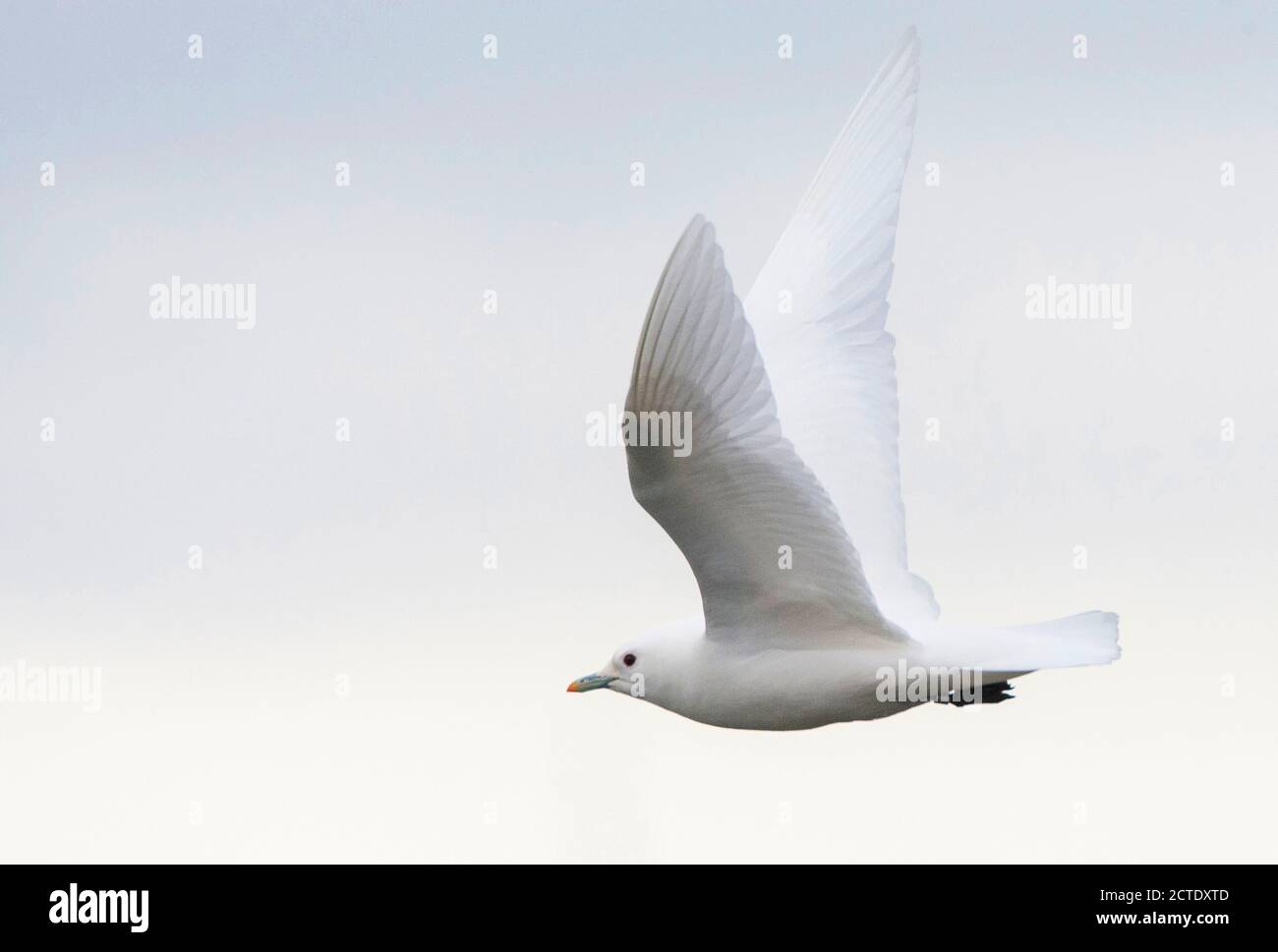 Ivory coloration hi-res stock photography and images - Alamy