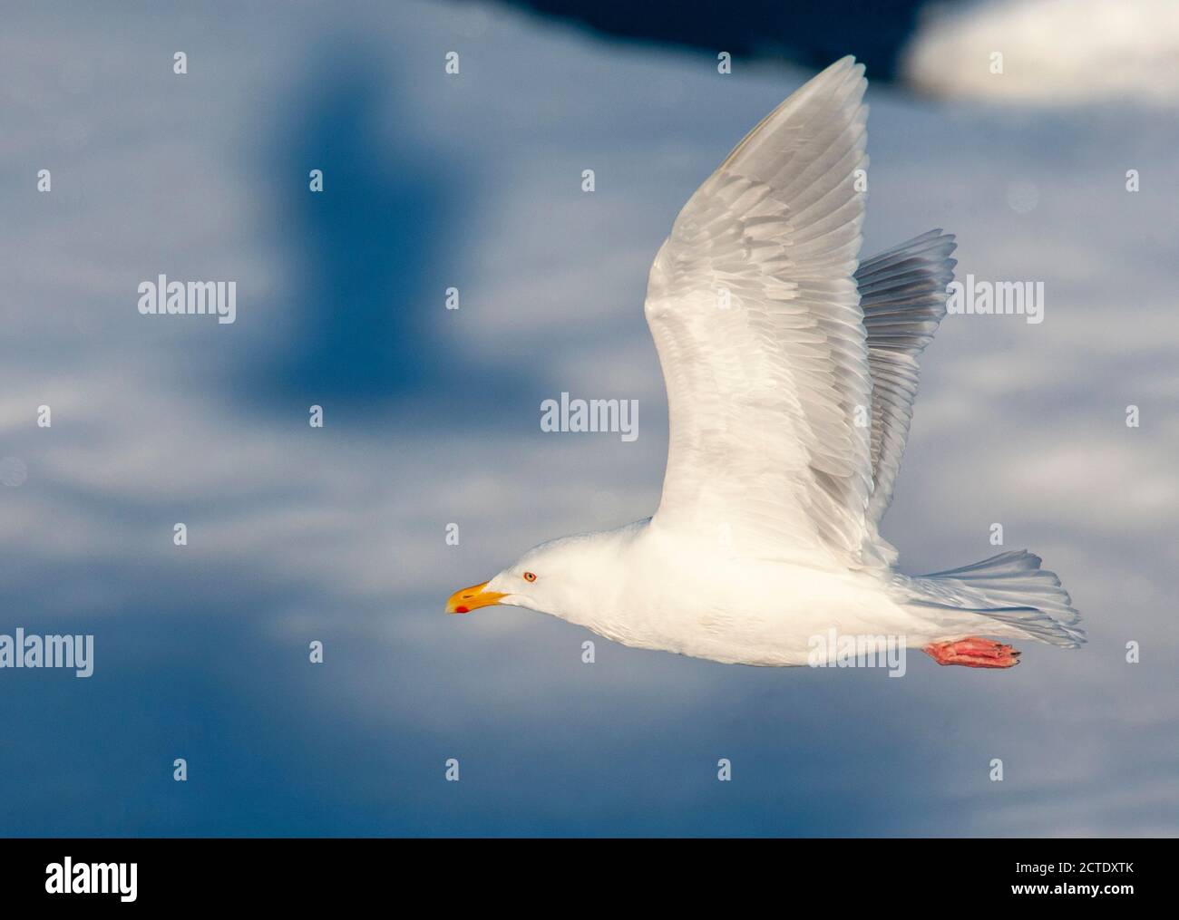 glaucous gull (Larus hyperboreus), in flight, Norway, Svalbard Stock ...