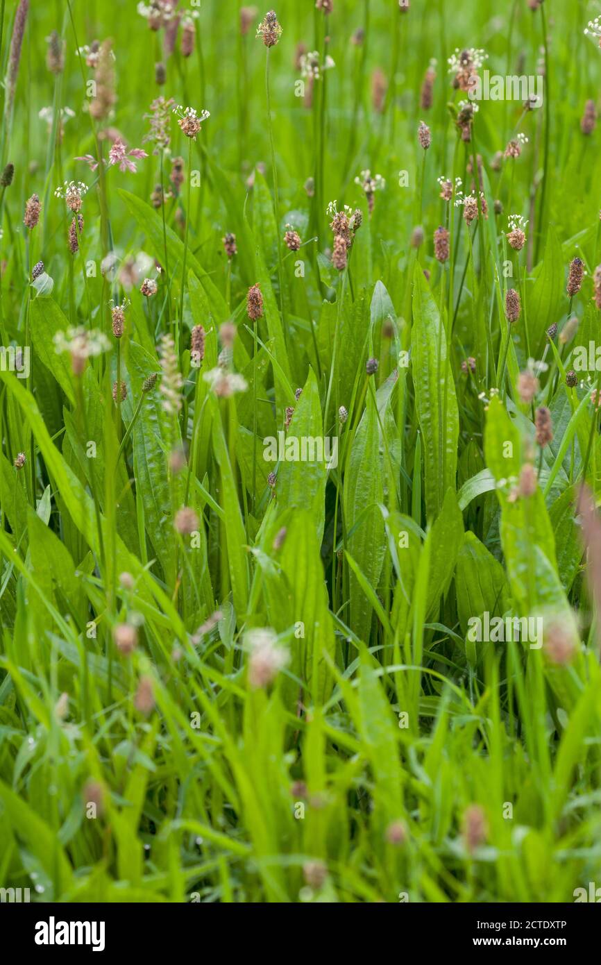 Buckhorn plantains hi-res stock photography and images - Alamy