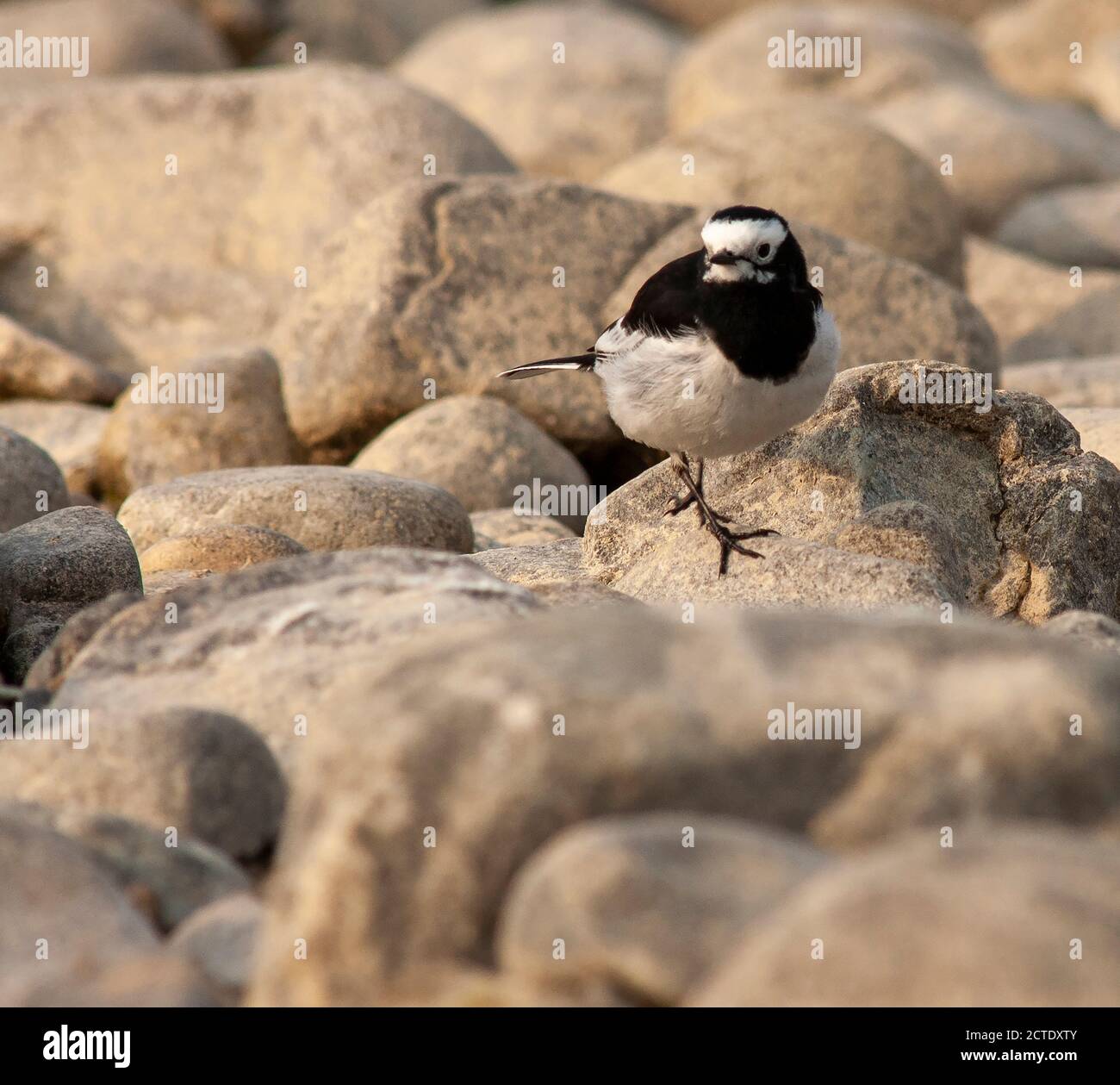 Indian himalayan bird hi-res stock photography and images - Alamy