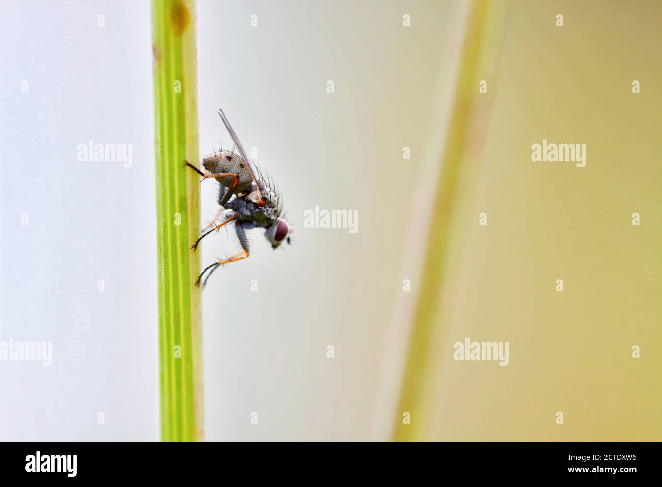 Hunter insects hi-res stock photography and images - Alamy