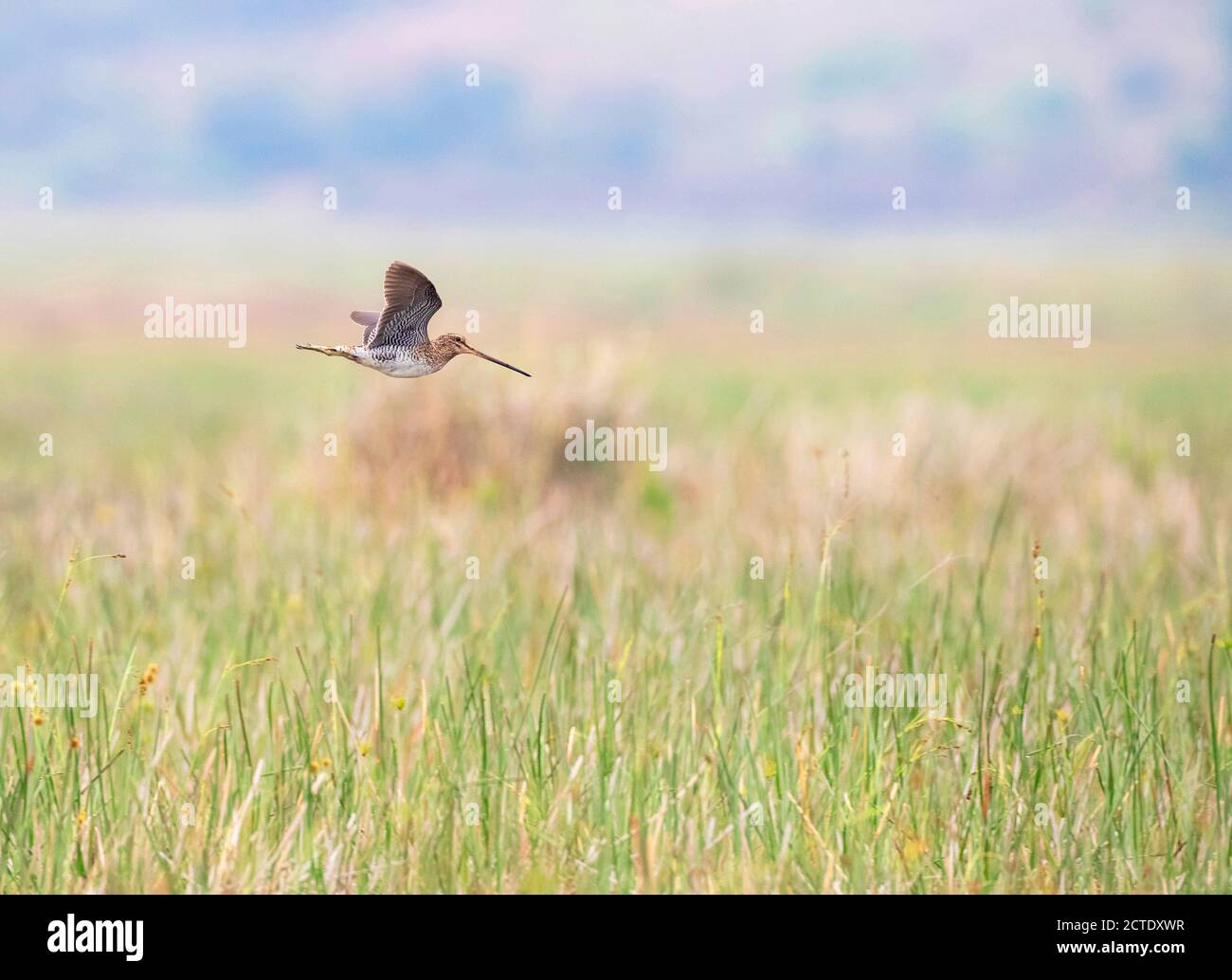 Madagascar snipe (Gallinago macrodactyla), flying over wetland ...