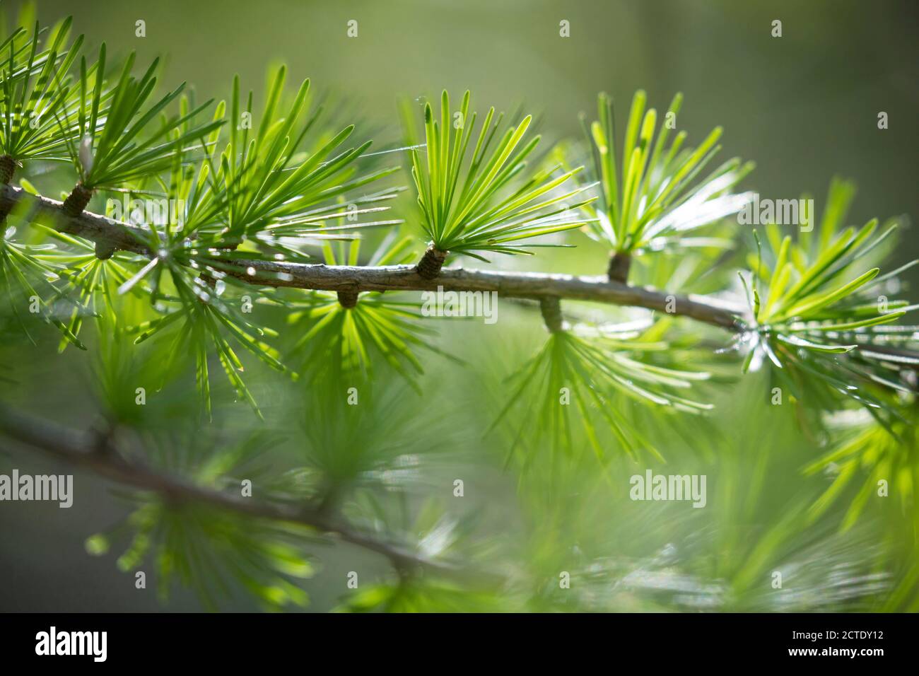 common larch, European larch (Larix decidua, Larix europaea), larch ...