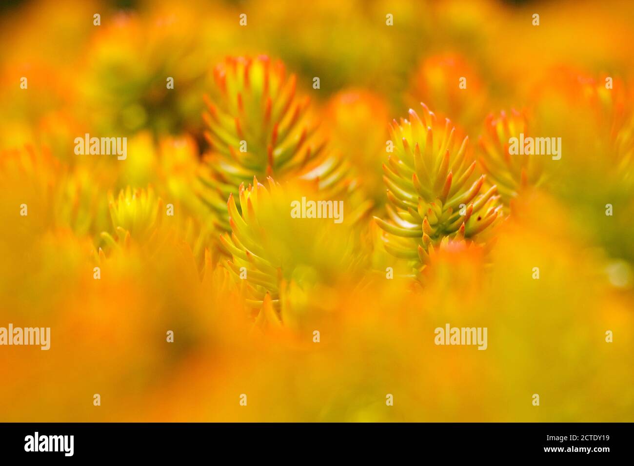 reflexed stonecrop, stone orpine, crooked yellow stonecrop, Jenny's ...