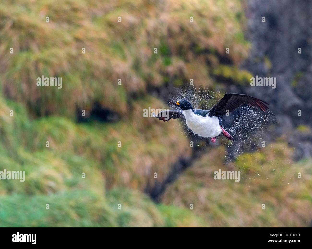 Australian shag mid flight hi-res stock photography and images - Alamy