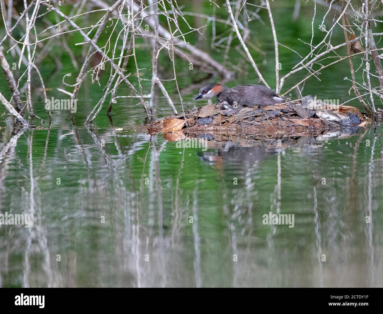 Madagascar little grebe (Tachybaptus pelzelnii), Adult sitting on its ...
