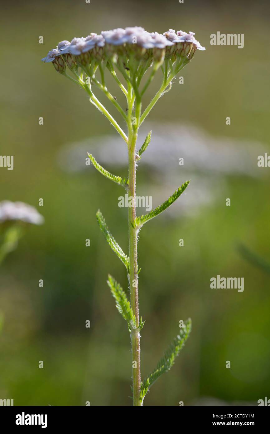 Yarrow, Common yarrow (Achillea millefolium), blooming, Germany Stock ...