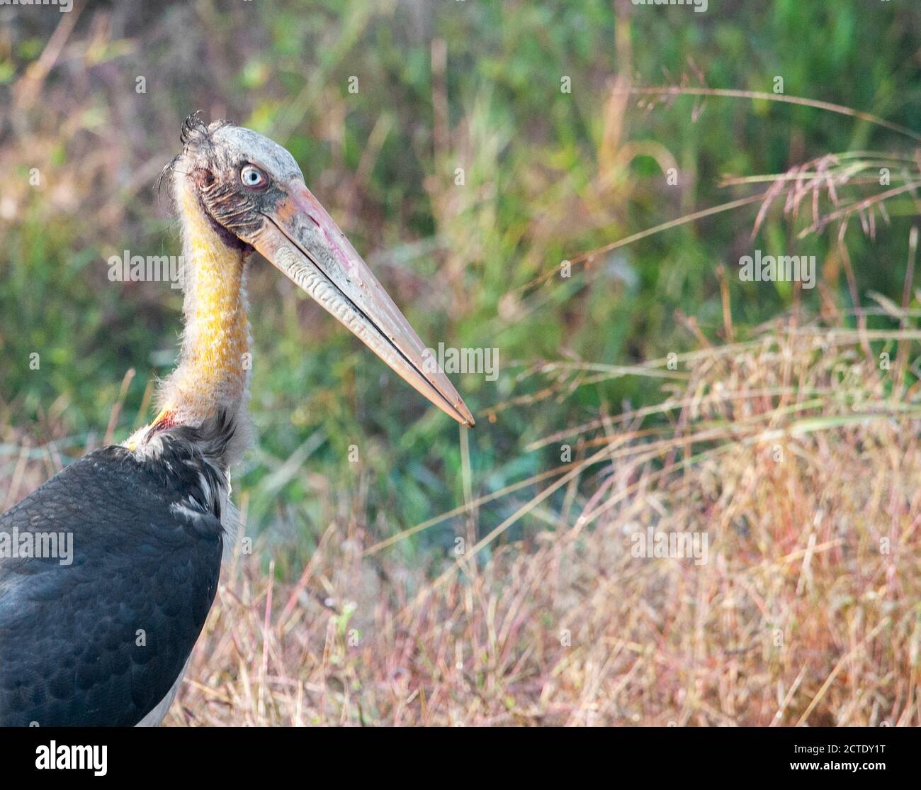 Lesser Adjutant (Leptoptilos javanicus), adult standing in a grass ...