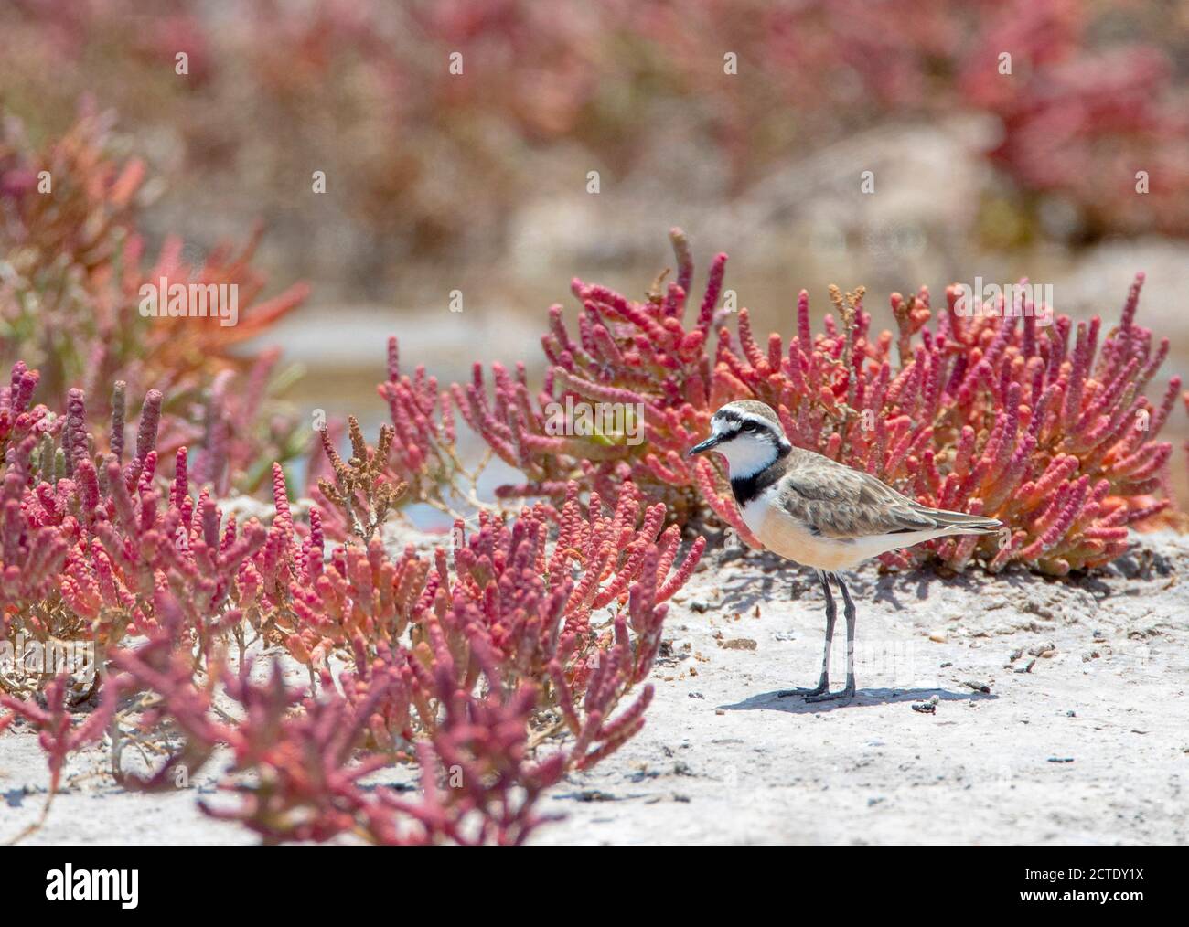 Black-banded sand plover, Madagascan plover (Charadrius thoracicus), in ...