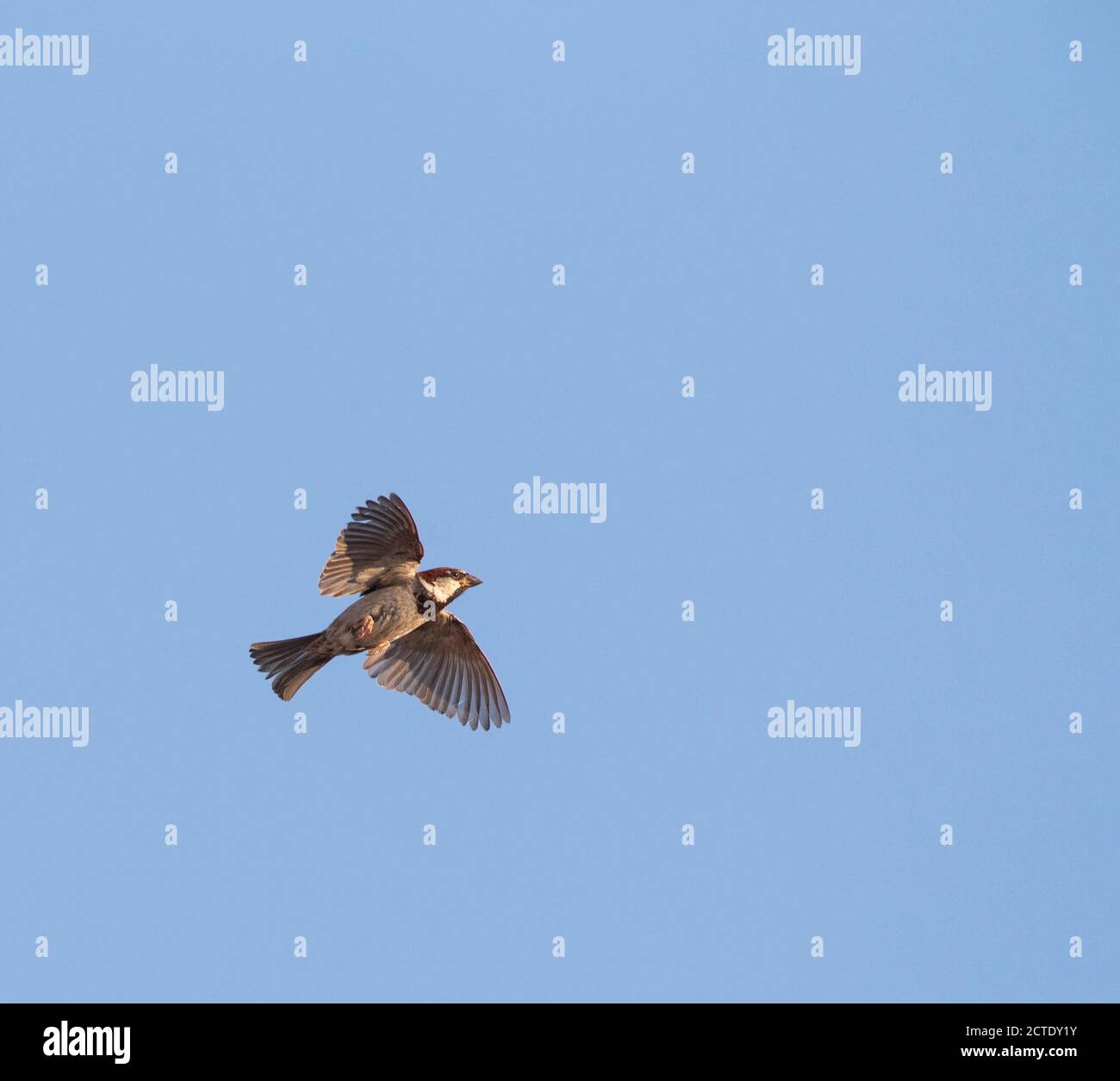 Gorriones volando hi-res stock photography and images - Alamy
