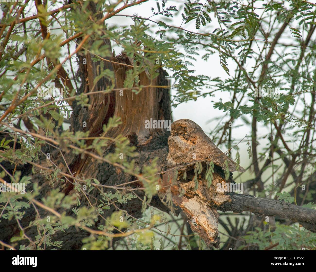 Roosting birds tree hi-res stock photography and images - Alamy