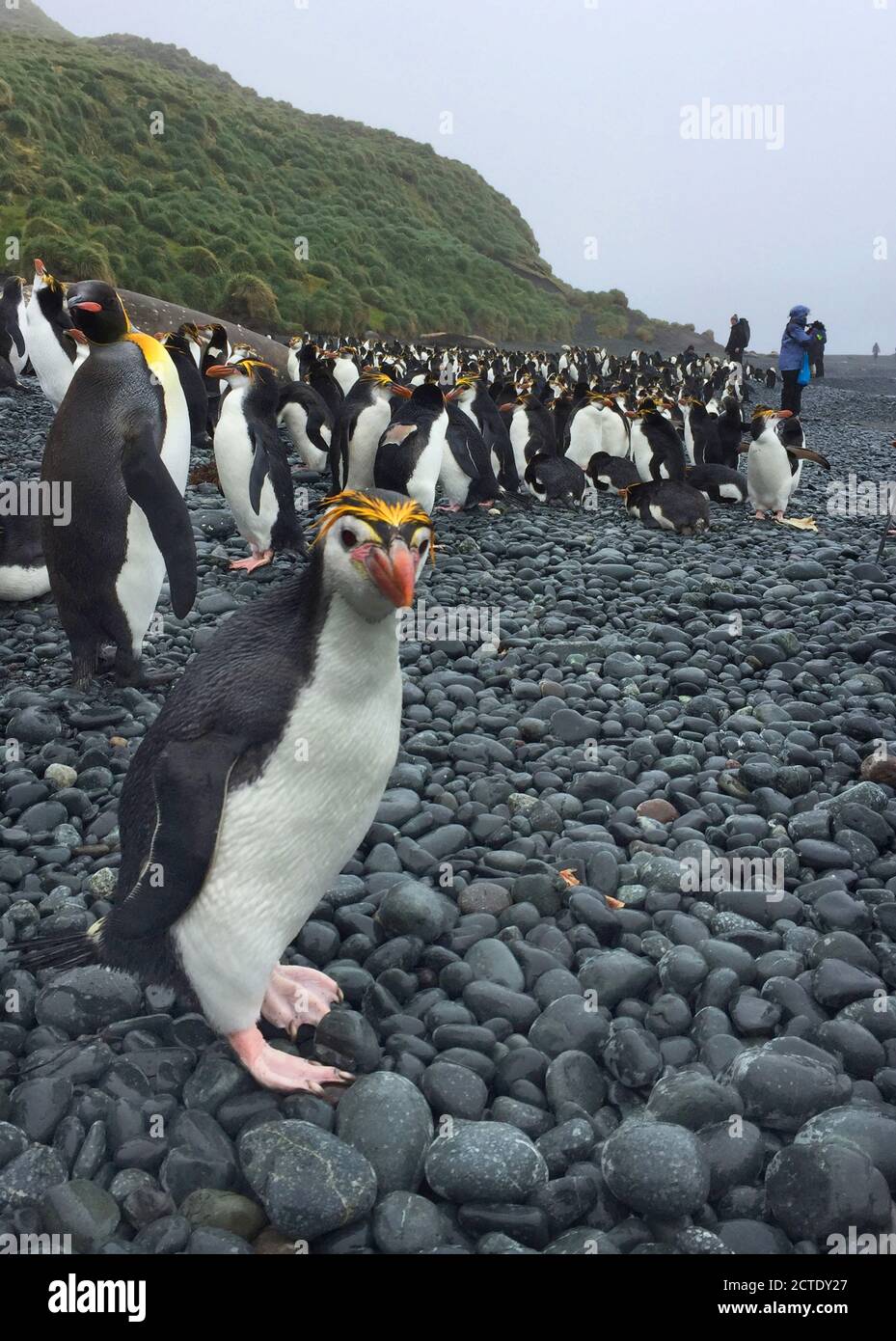 royal penguin (Eudyptes schlegeli), Royal Penguins on the beach of ...