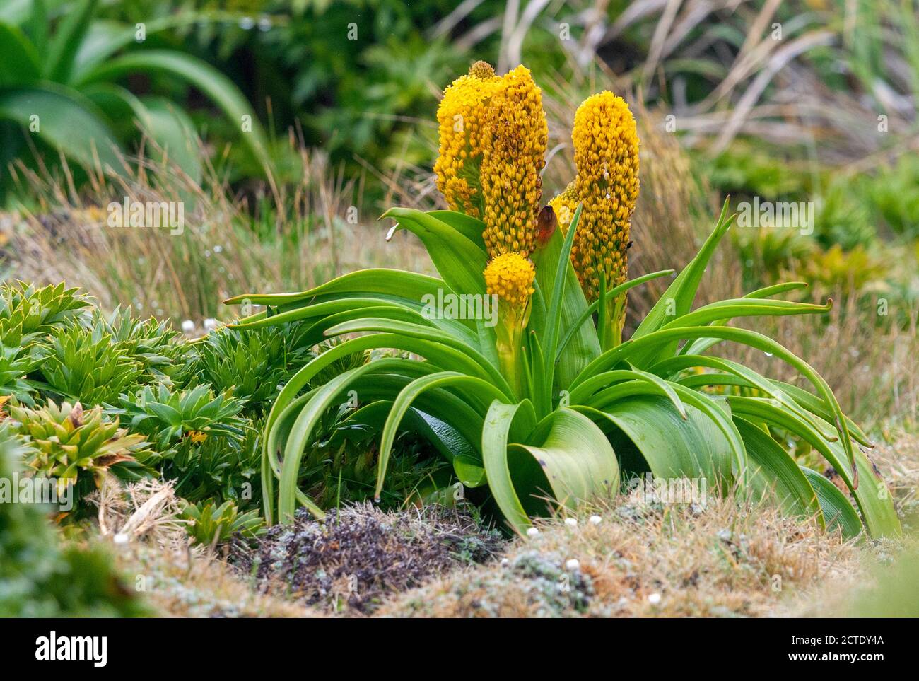 Ross lily bulbinella rossii hi-res stock photography and images - Alamy