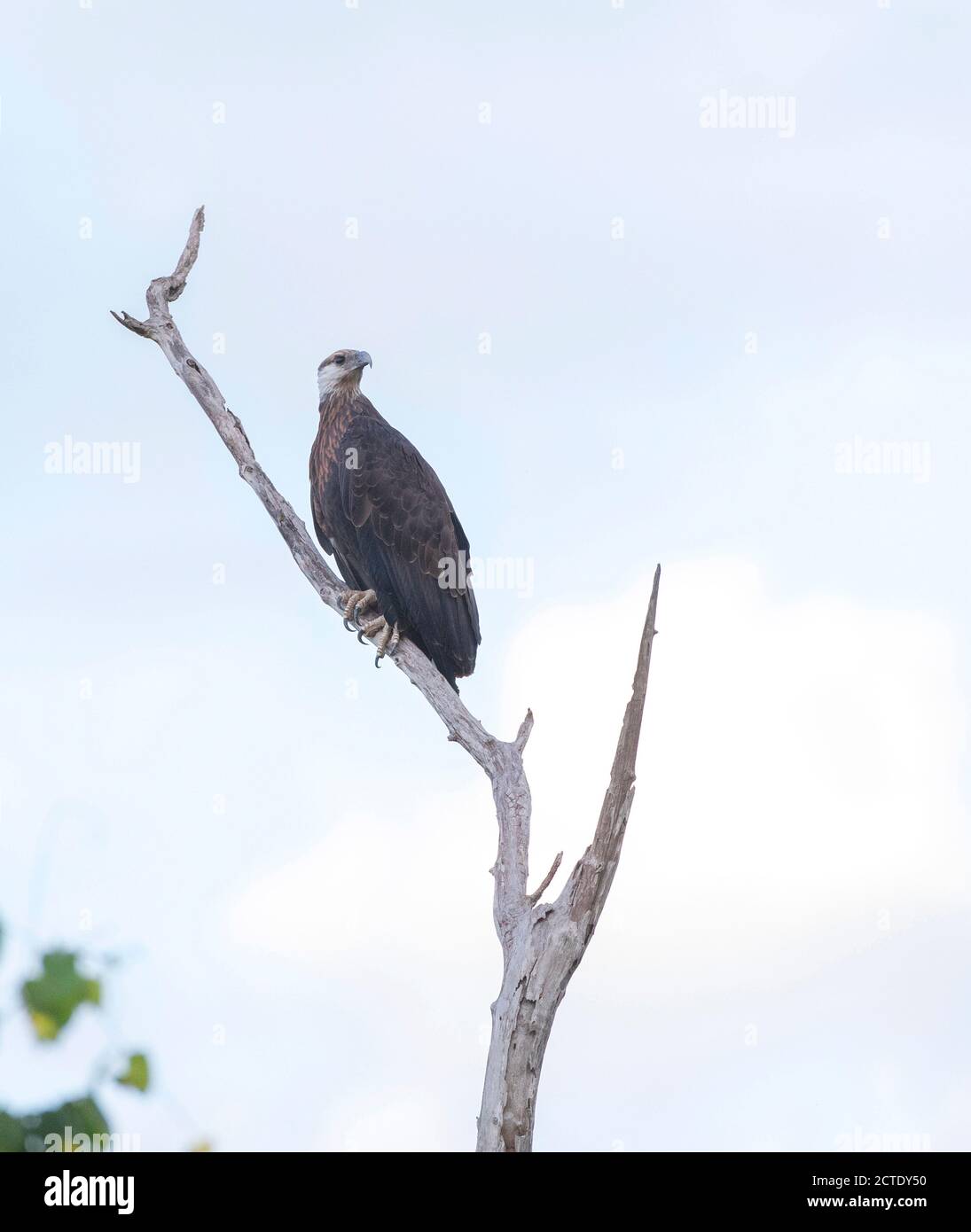 Madagascar fish eagle, Madagascar Sea-Eagle (Haliaeetus vociferoides), perched in a tree, one of ...