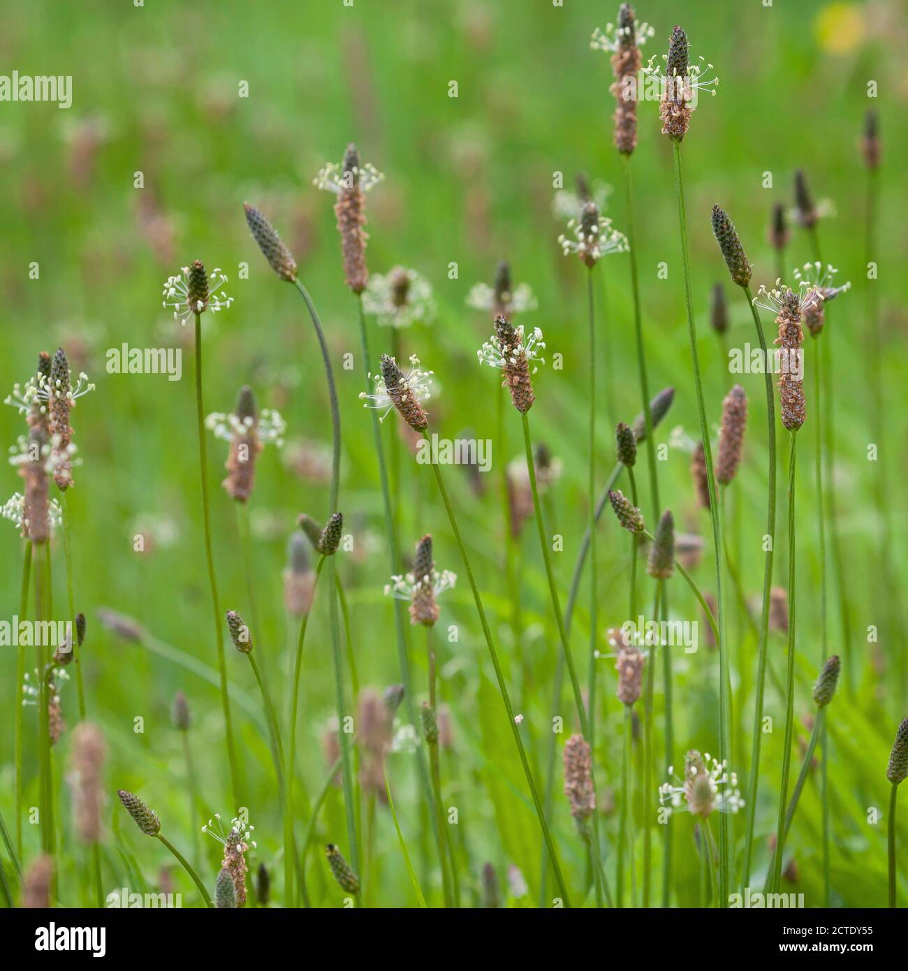 buckhorn plantain, English plantain, ribwort plantain, rib grass ...