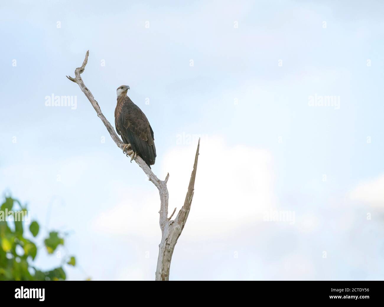 Madagascar fish eagle, Madagascar Sea-Eagle (Haliaeetus vociferoides ...