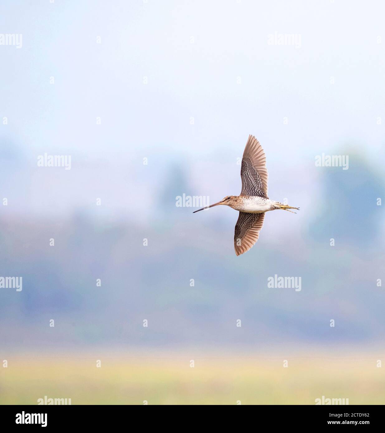 Madagascar snipe (Gallinago macrodactyla), flying over wetland ...