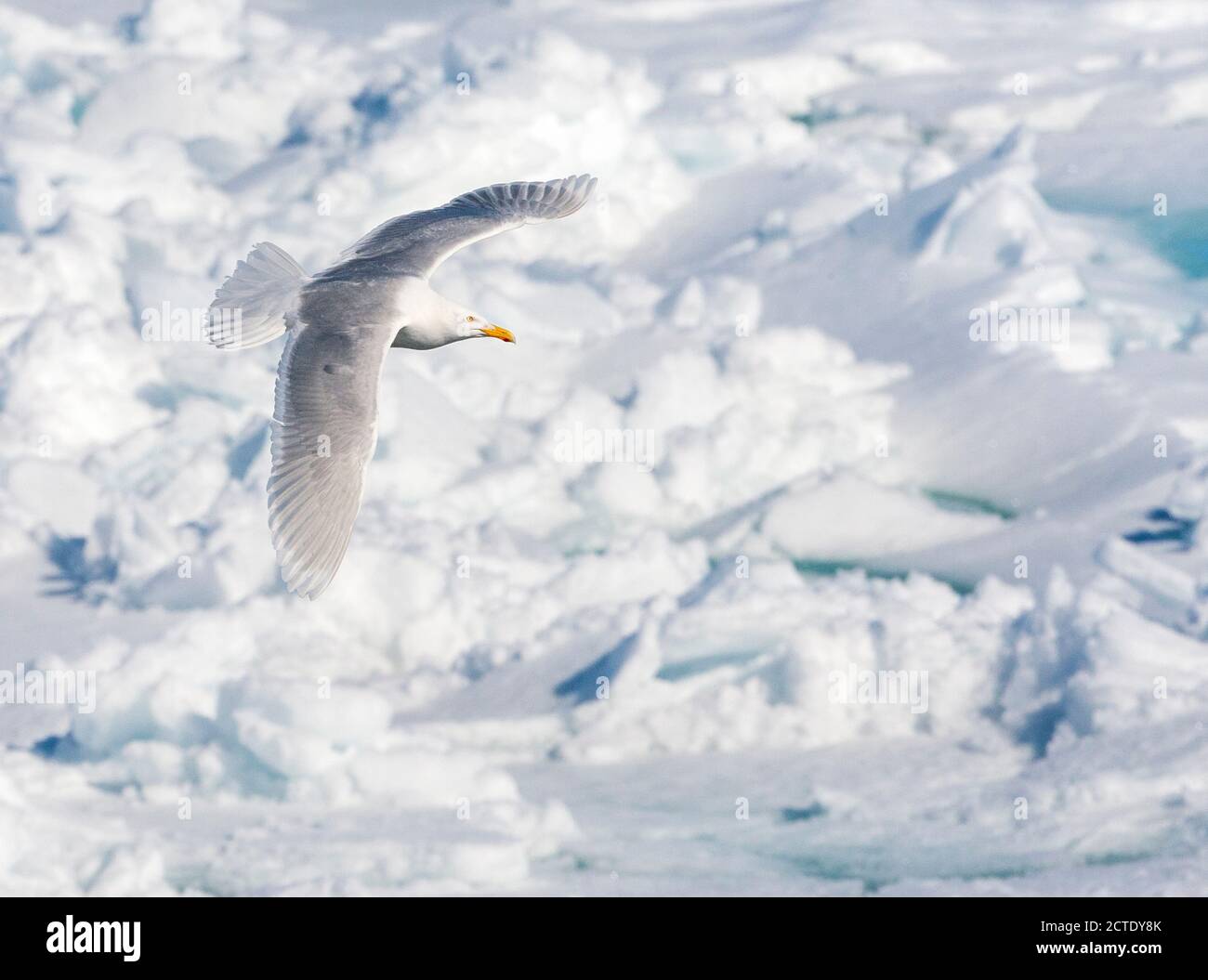 glaucous gull (Larus hyperboreus), adult flying above drift ice, Norway ...