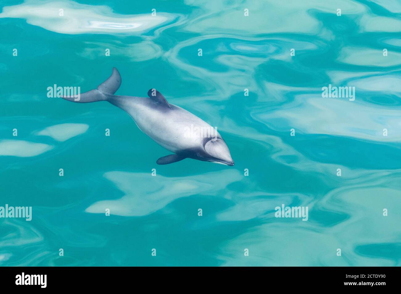 Hector's dolphin, New Zealand white-front dolphin (Cephalorhynchus ...