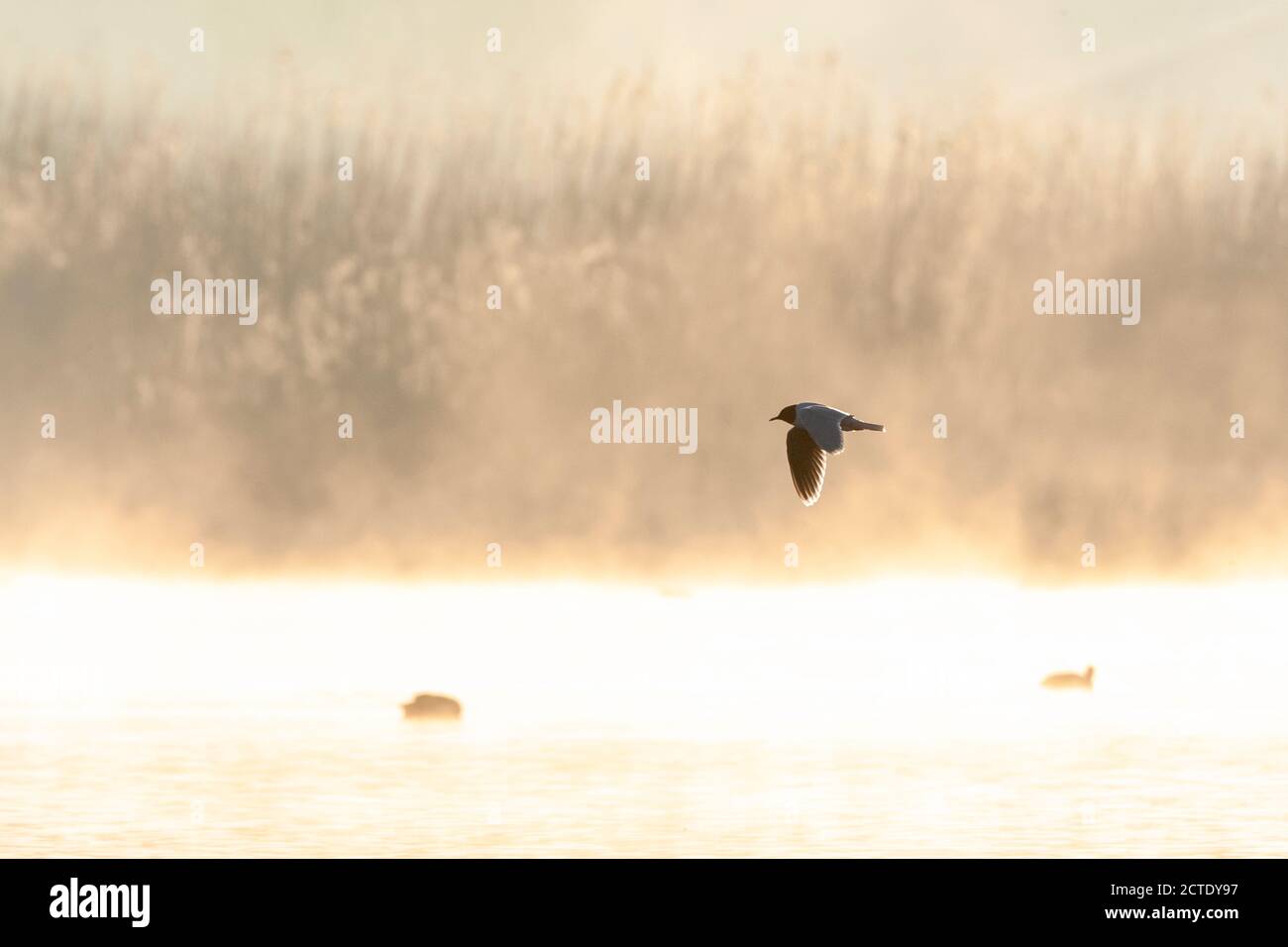 Little gull in flight larus hi-res stock photography and images - Alamy
