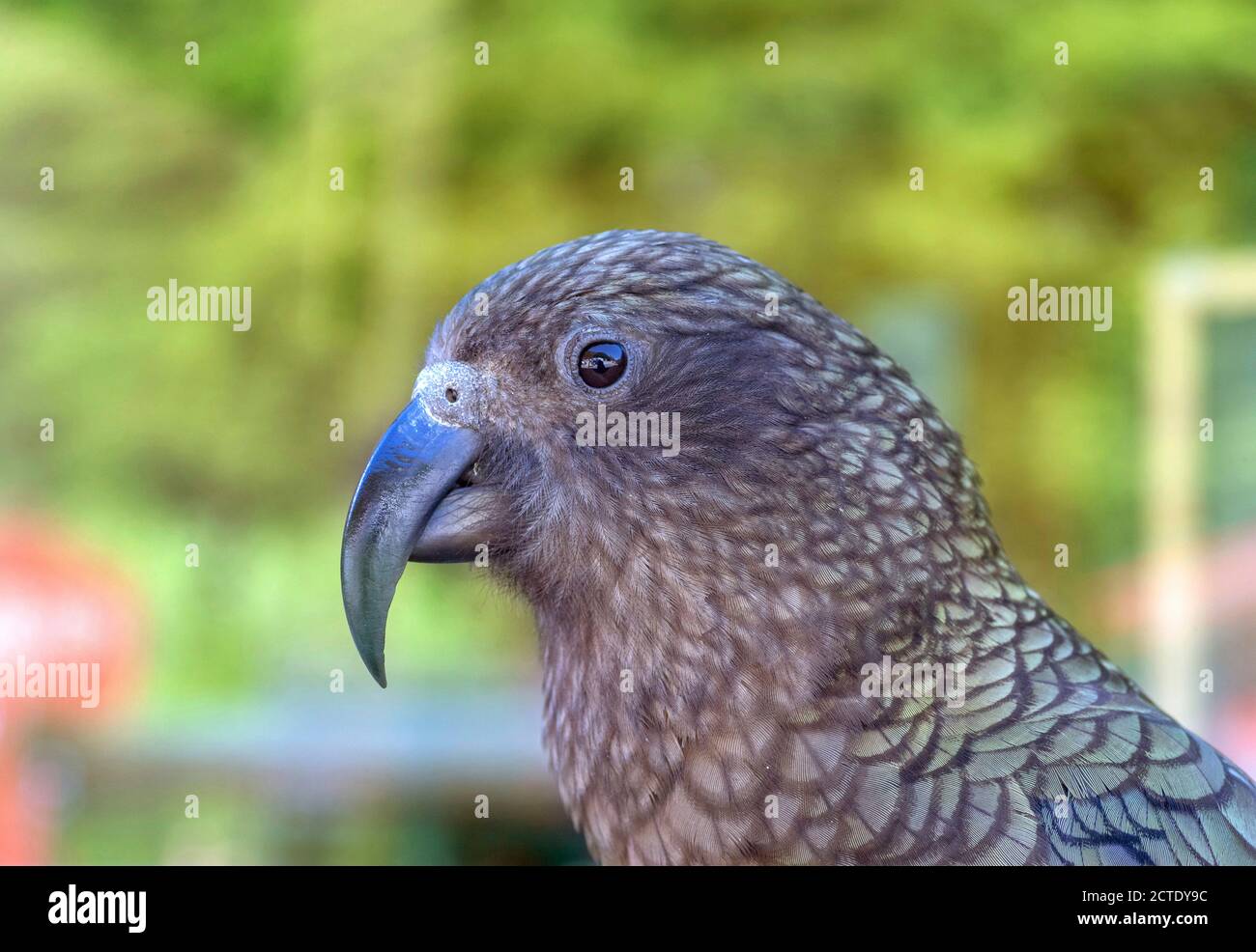 kea (Nestor notabilis), portrait, New Zealand, Southern Island Stock ...