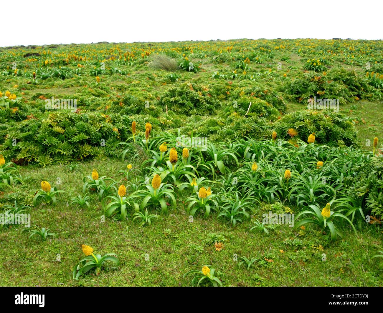 Ross Lily (Bulbinella rossii), blooming, it is one of the subantarctic ...