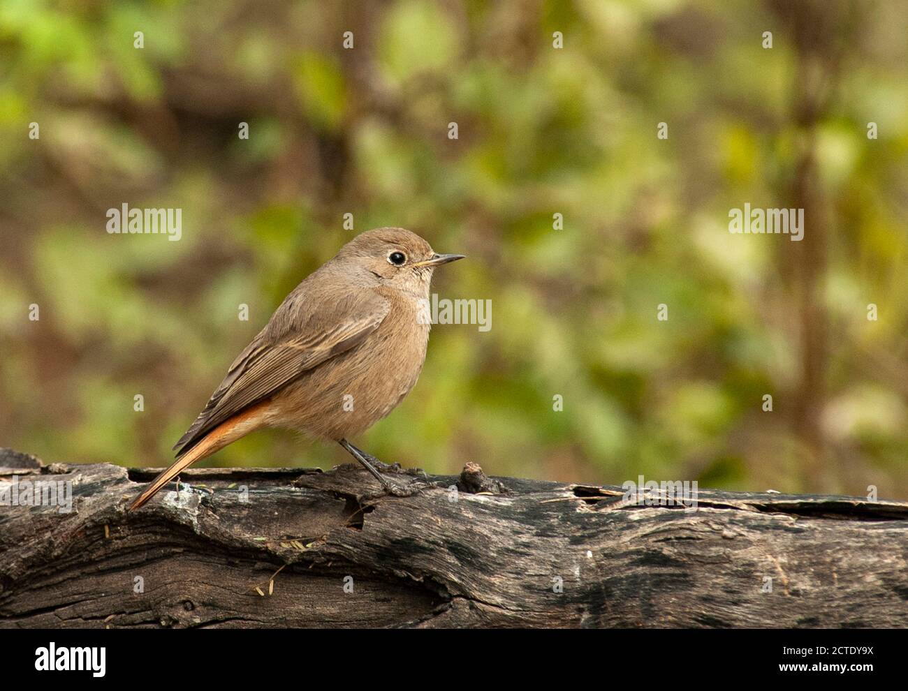 black redstart (Phoenicurus ochruros), female, India Stock Photo - Alamy