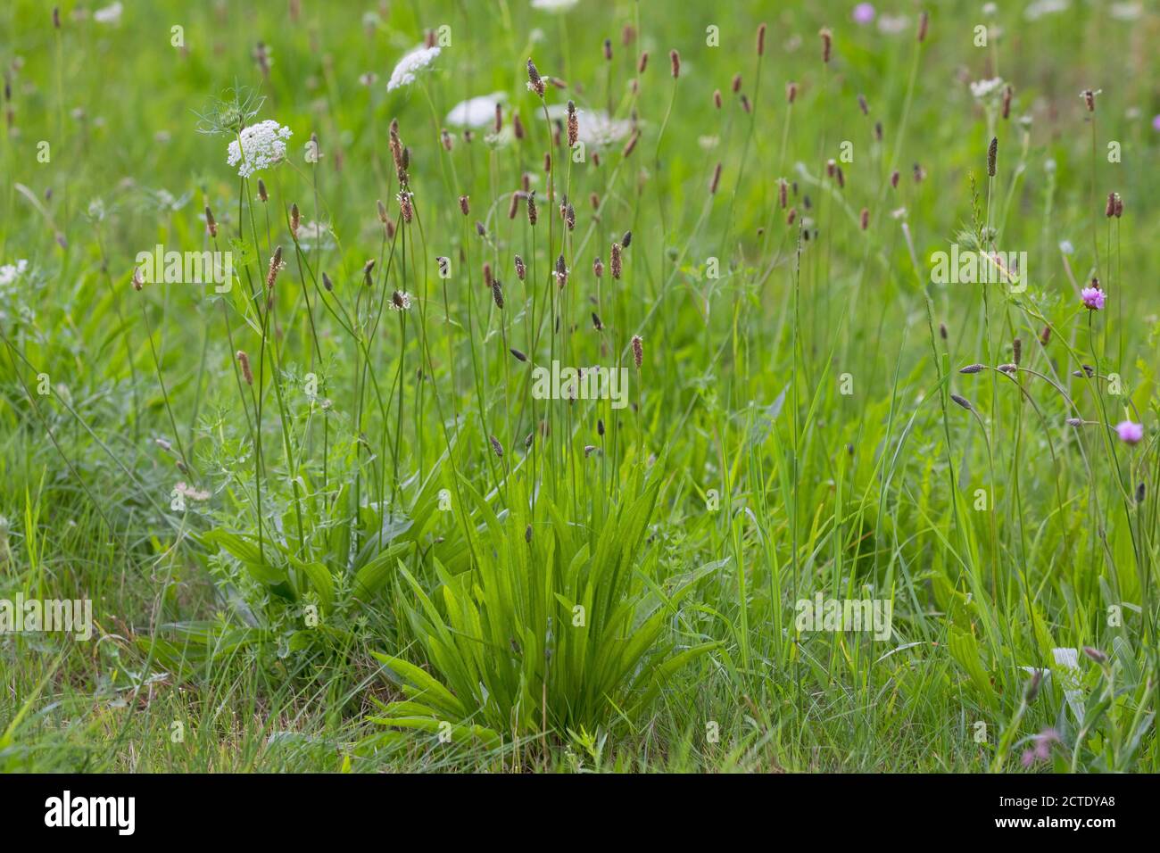buckhorn plantain, English plantain, ribwort plantain, rib grass ...