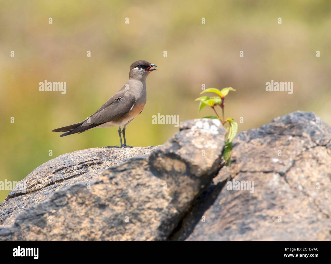 Glareola ocularis hi-res stock photography and images - Alamy