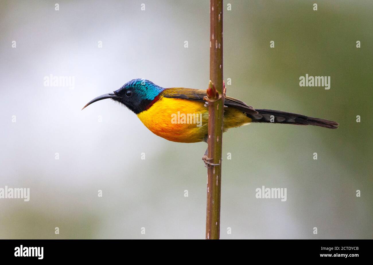 Green-tailed sunbird, Nepal yellow-backed sunbird (Aethopyga nipalensis ...