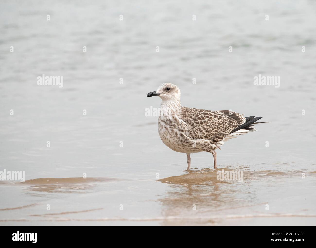 Yellow-legged Gull (Larus michahellis, Larus cachinnans michahellis ...