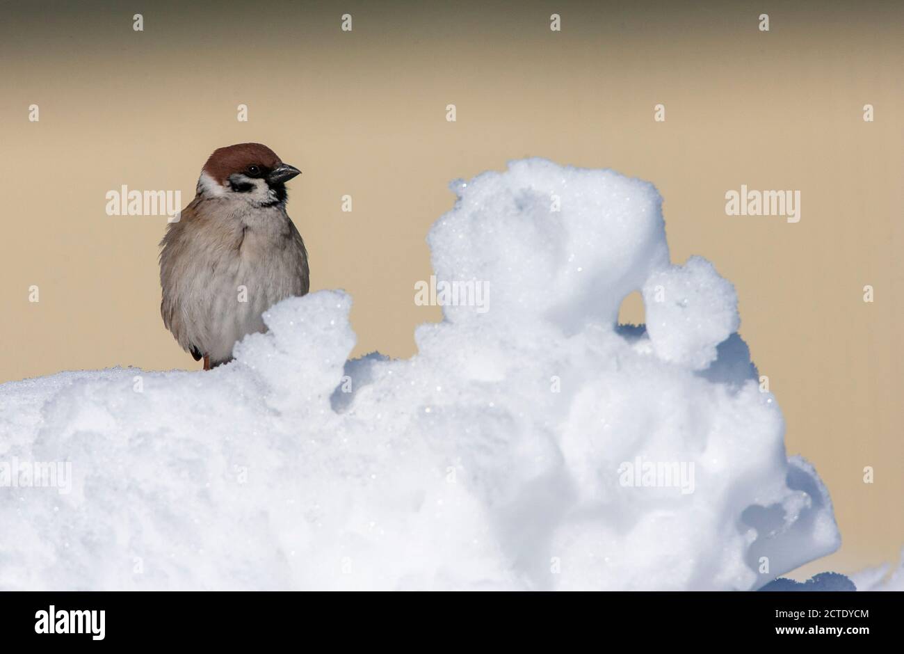Passer montanus saturatus hi-res stock photography and images - Alamy