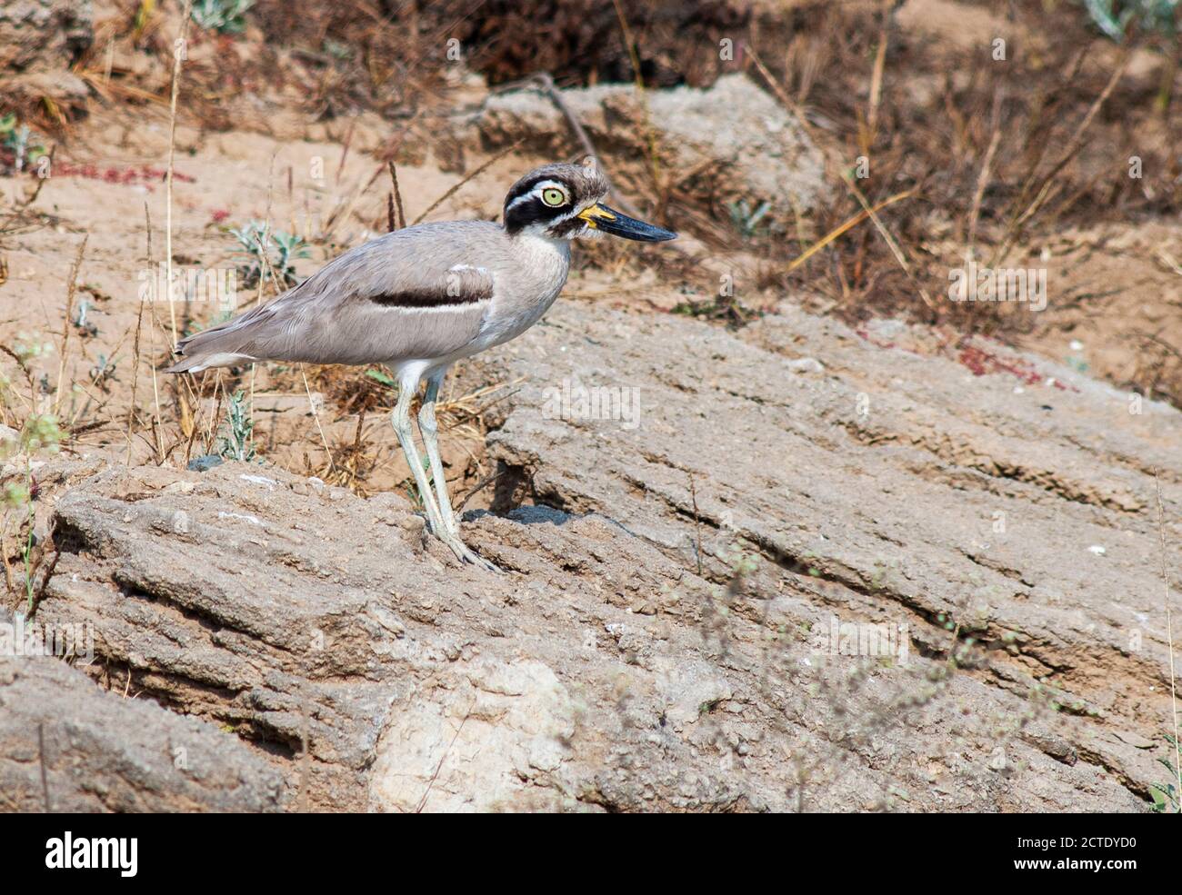 great stone plover, great stone-curlew, great thick-knee (Esacus ...