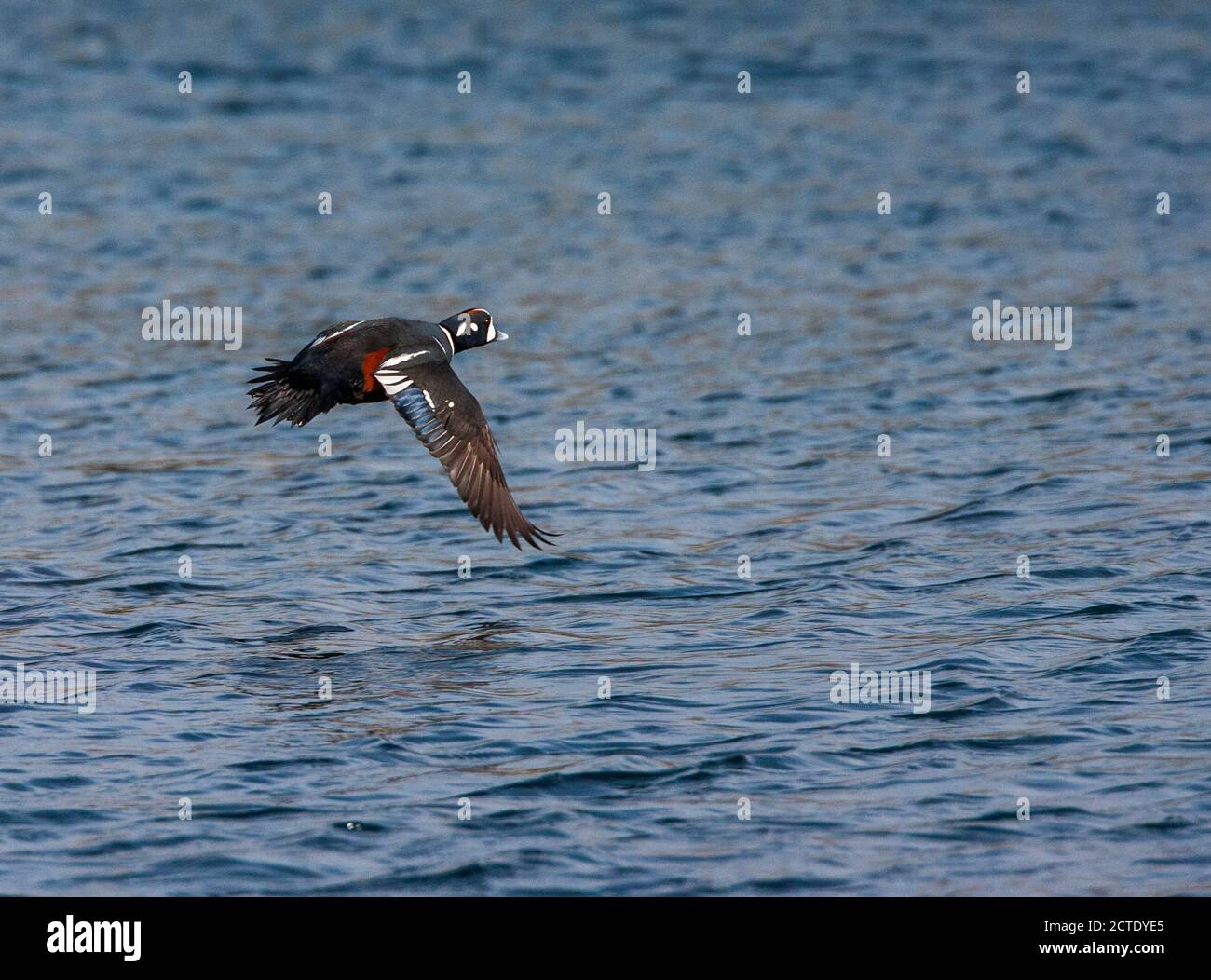 Duck flying over water hi-res stock photography and images - Alamy