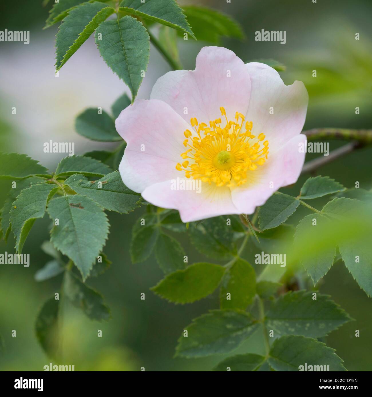 dog rose (Rosa canina), flower, Germany Stock Photo - Alamy