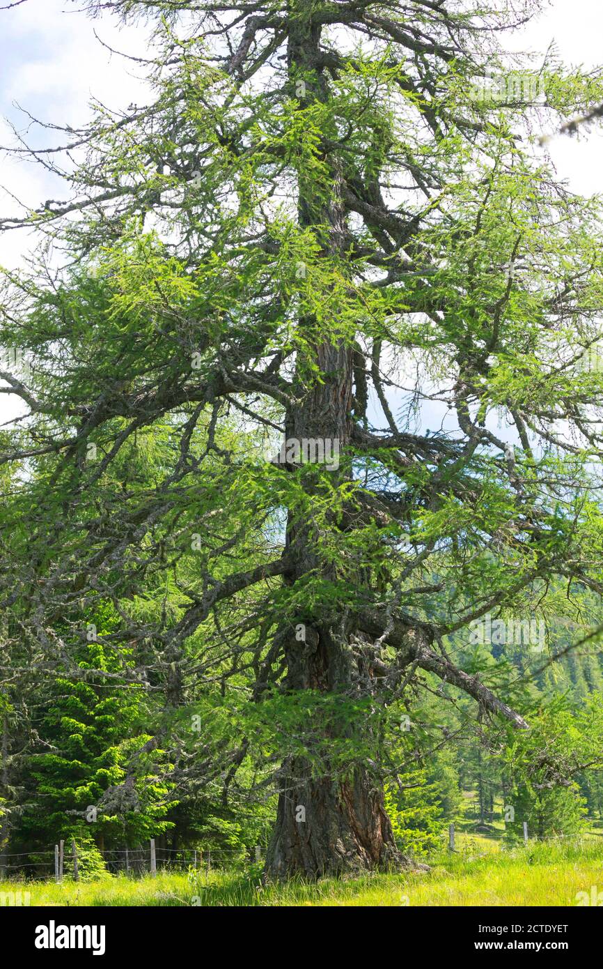 common larch, European larch (Larix decidua, Larix europaea), larch in ...