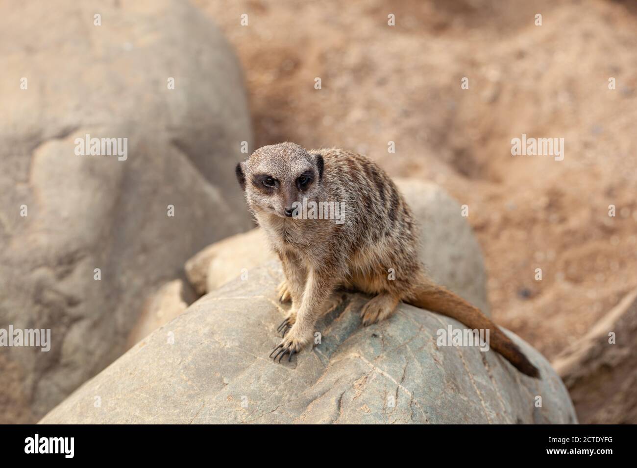 Predator watch hi-res stock photography and images - Alamy
