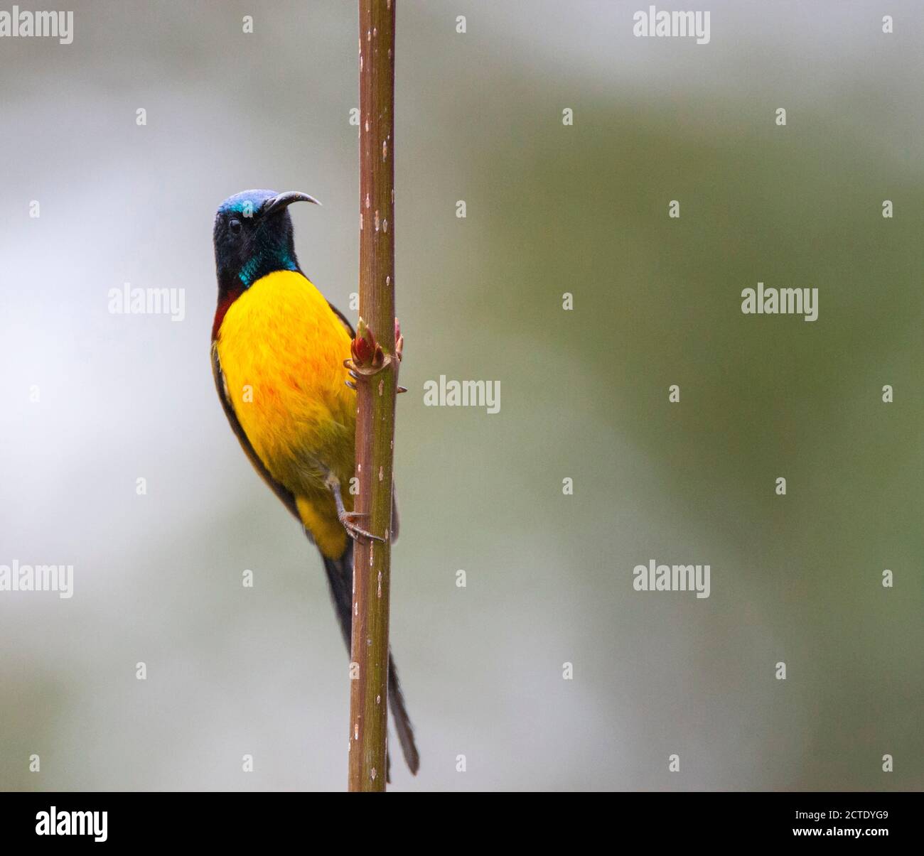 Indian sunbird hi-res stock photography and images - Alamy