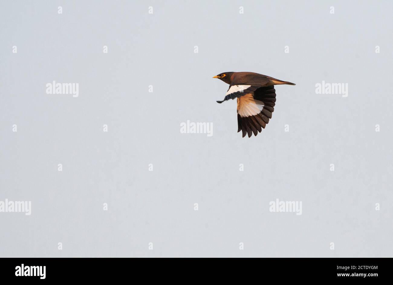 Myna in flight hi-res stock photography and images - Alamy