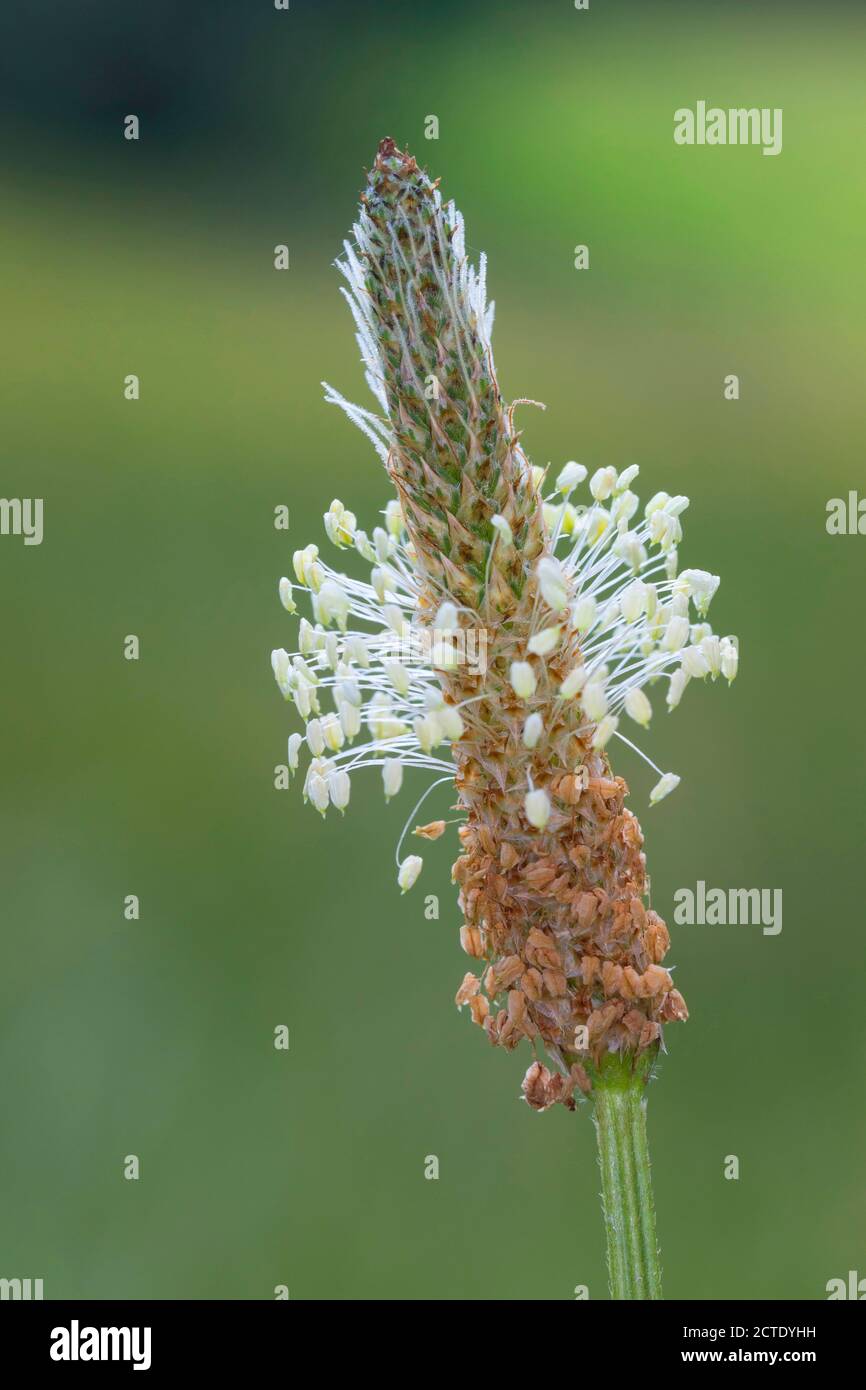 buckhorn plantain, English plantain, ribwort plantain, rib grass ...