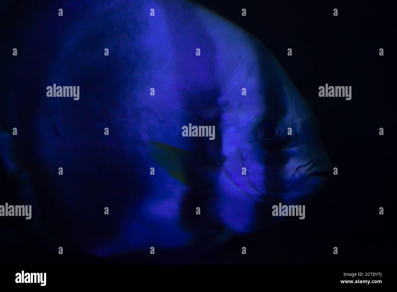 Covid-19 Prospect of National Lockdown Concept - View of a Grumpy ...