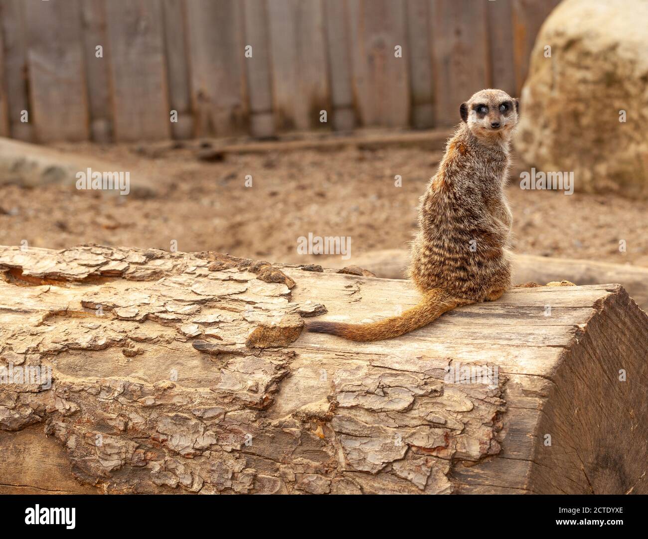 High-resolution image of a single Meerkat Sentry / Suricata suricata ...