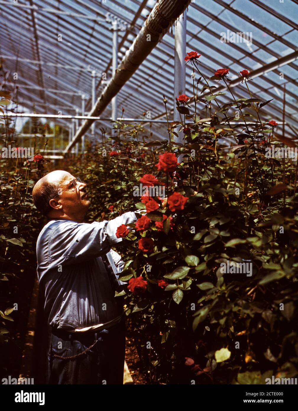 Nick Grillo, one of the world's outstanding flori-culturists, developer ...