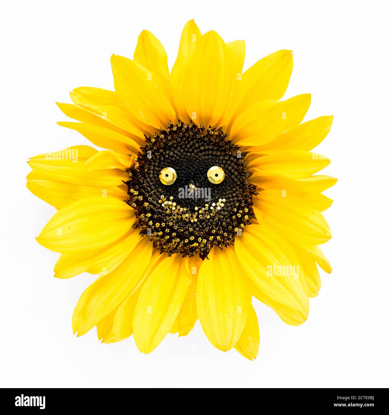Smile of yellow sunflower on a white background. The floral pattern ...