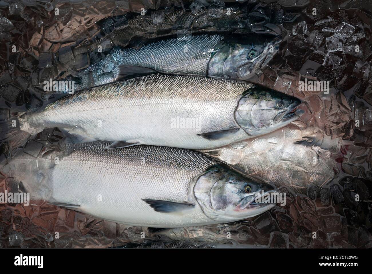 Silver or Coho salmon in Alaska freshly caught and kept fresh in ice ...
