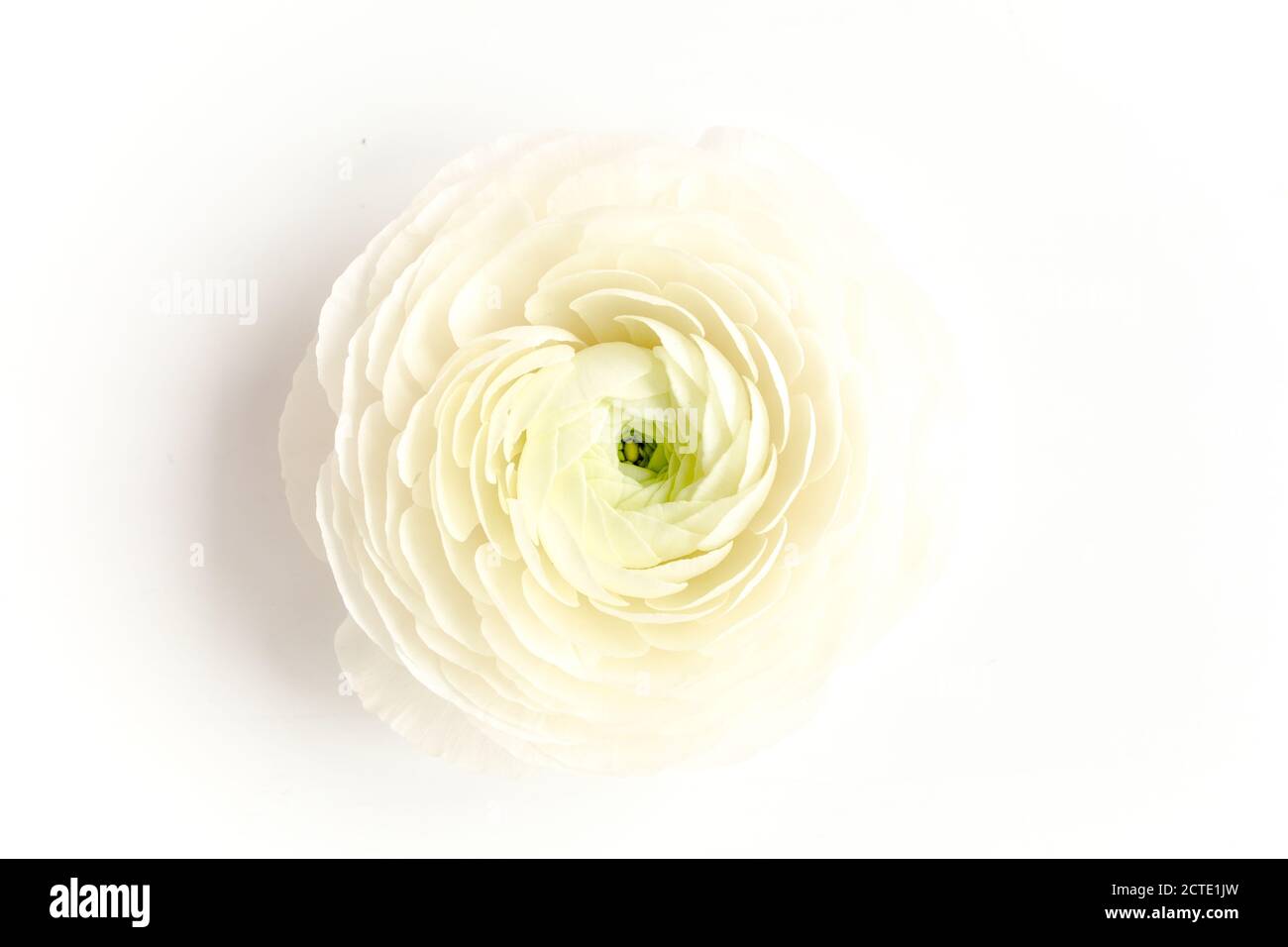 Bud buttercup flowers ranunculus isolated on white background Stock ...